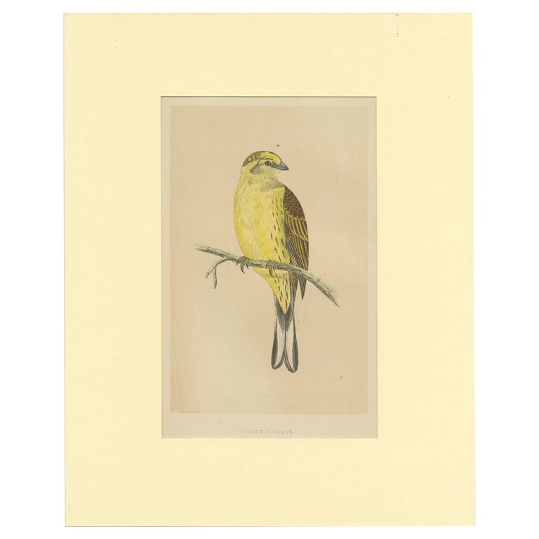 Antique Bird Print of a Yellow-Hammer For Sale at 1stDibs