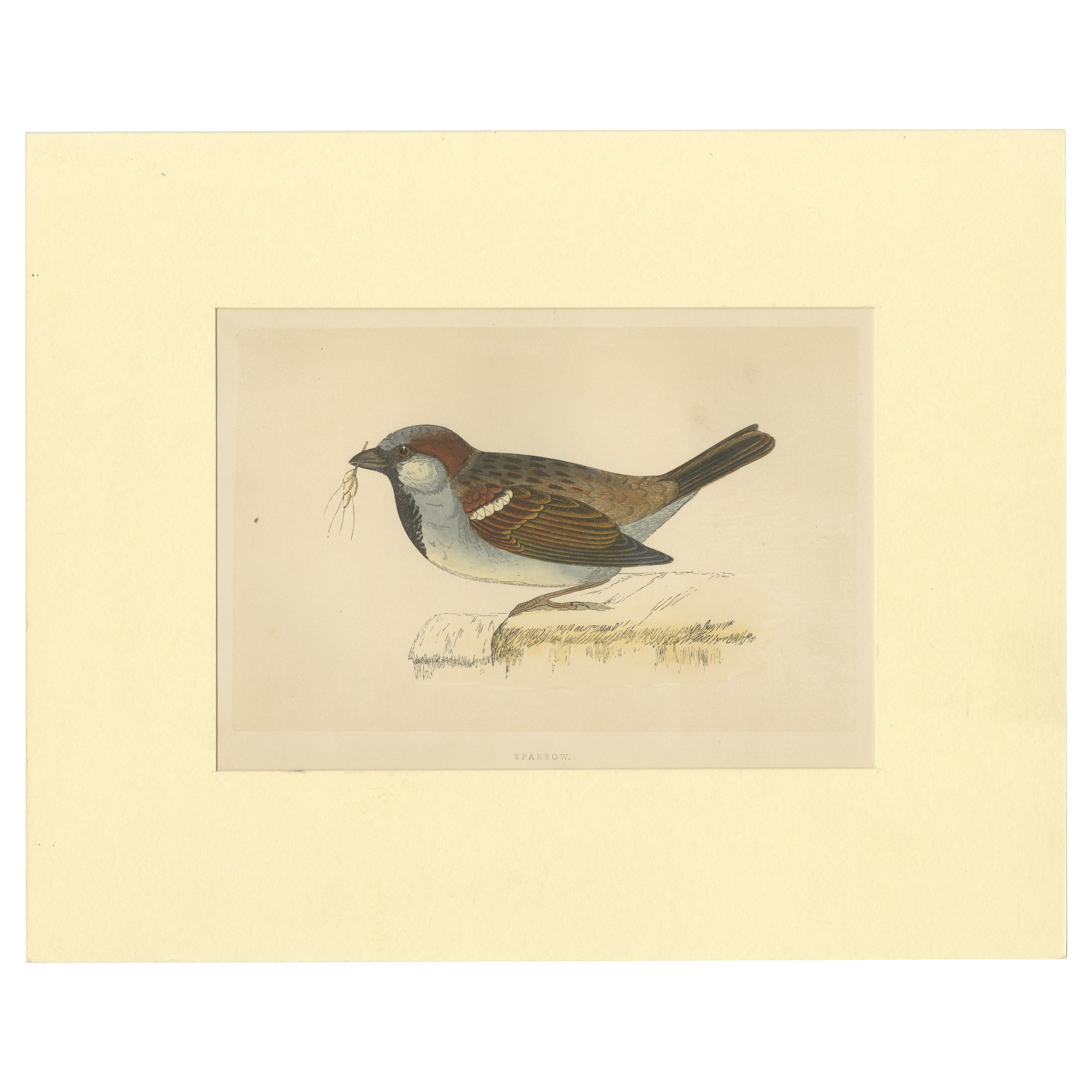 Antique Bird Print of a Dunlin For Sale at 1stDibs