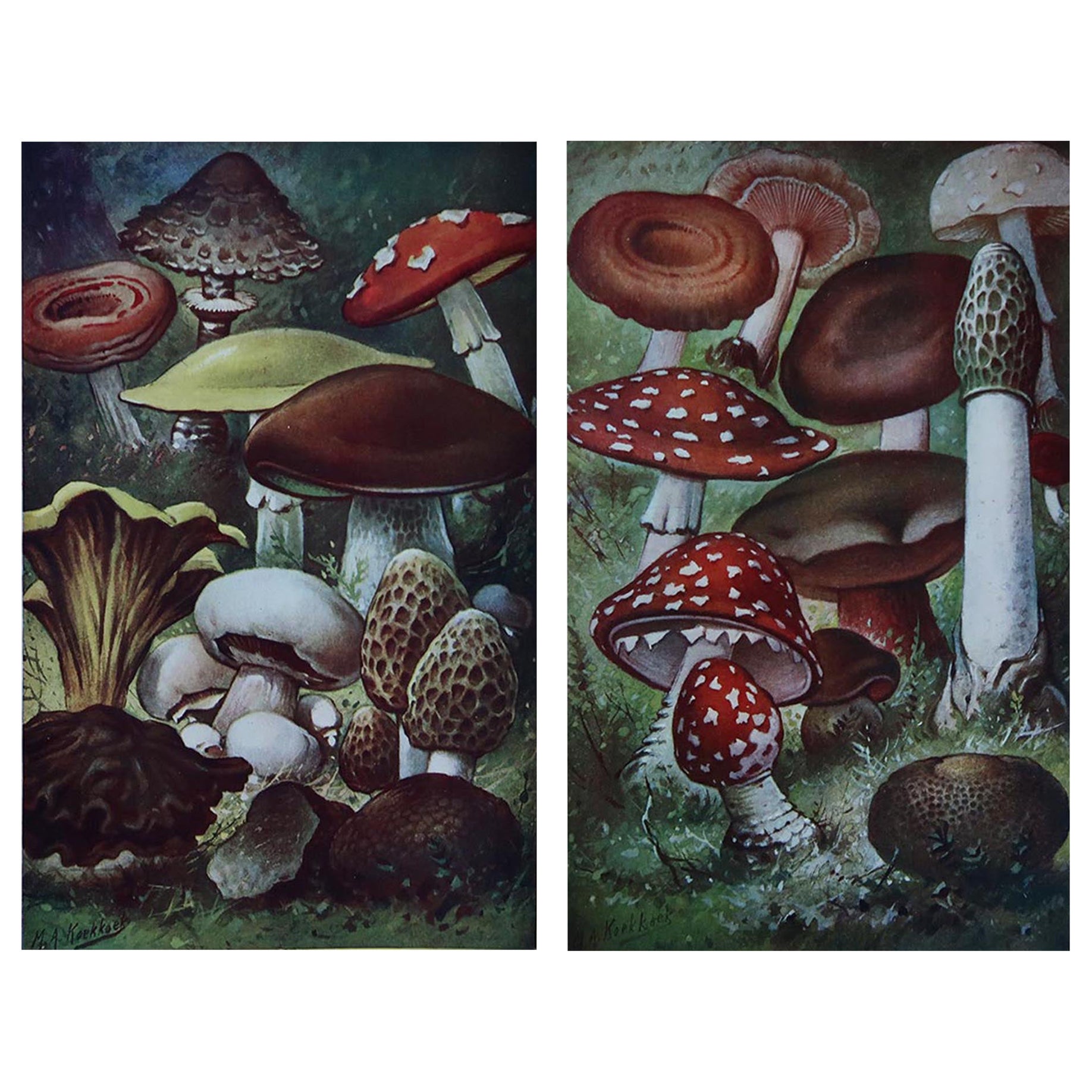 Pair of Original Vintage Mushroom Prints, C.1900 at 1stDibs