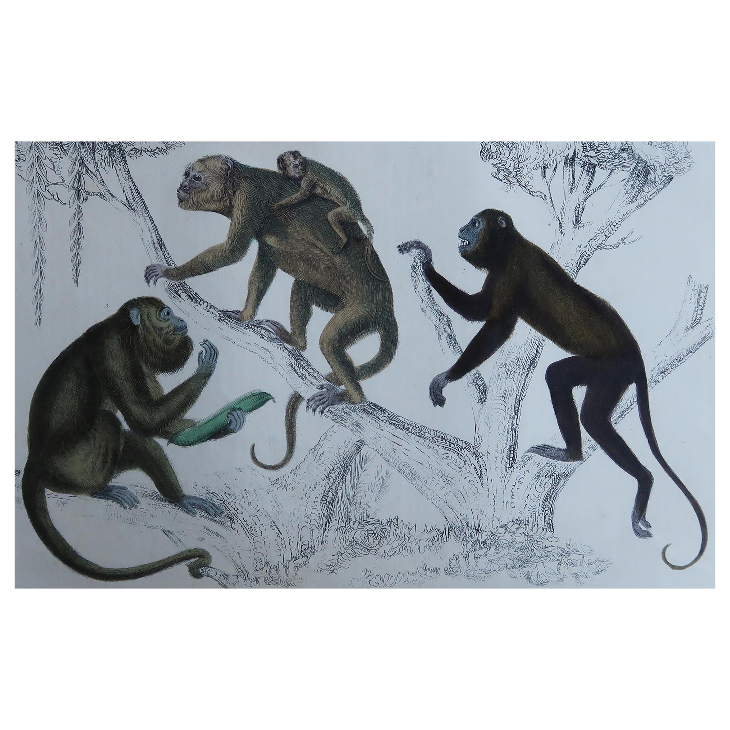 Antique Animal Print of Various Monkeys by Bertuch, circa 1800 For Sale ...