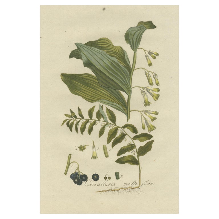Antique Botany Print of the Polygonatum Multiflorum or Solomon's Seal ...