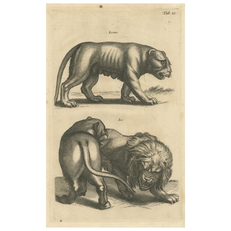 Gravure ancienne d'origine d'un lion et d'une lionne En vente sur 1stDibs