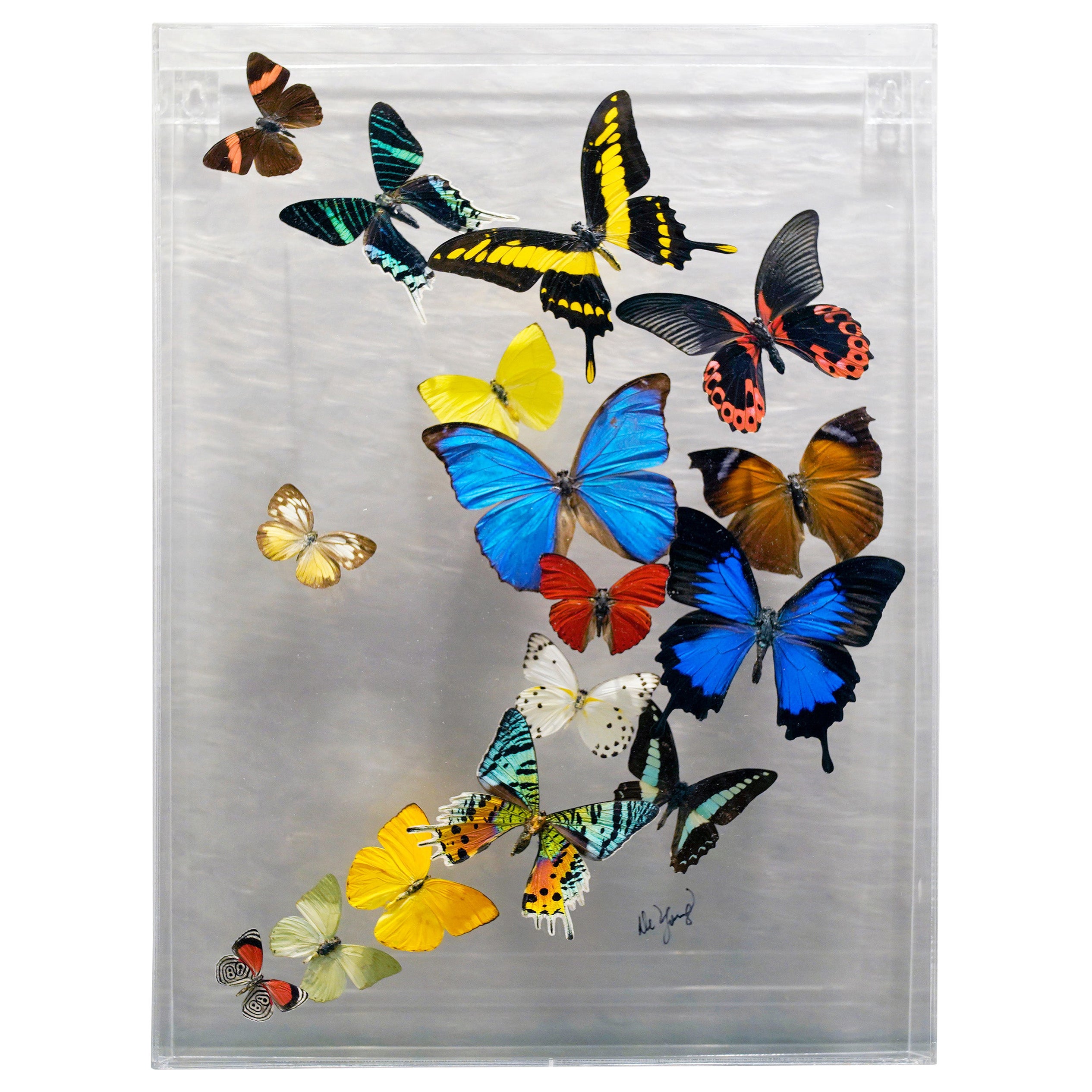Genuine Butterflies in Lucite Display Box // Ver. 1 at 1stDibs