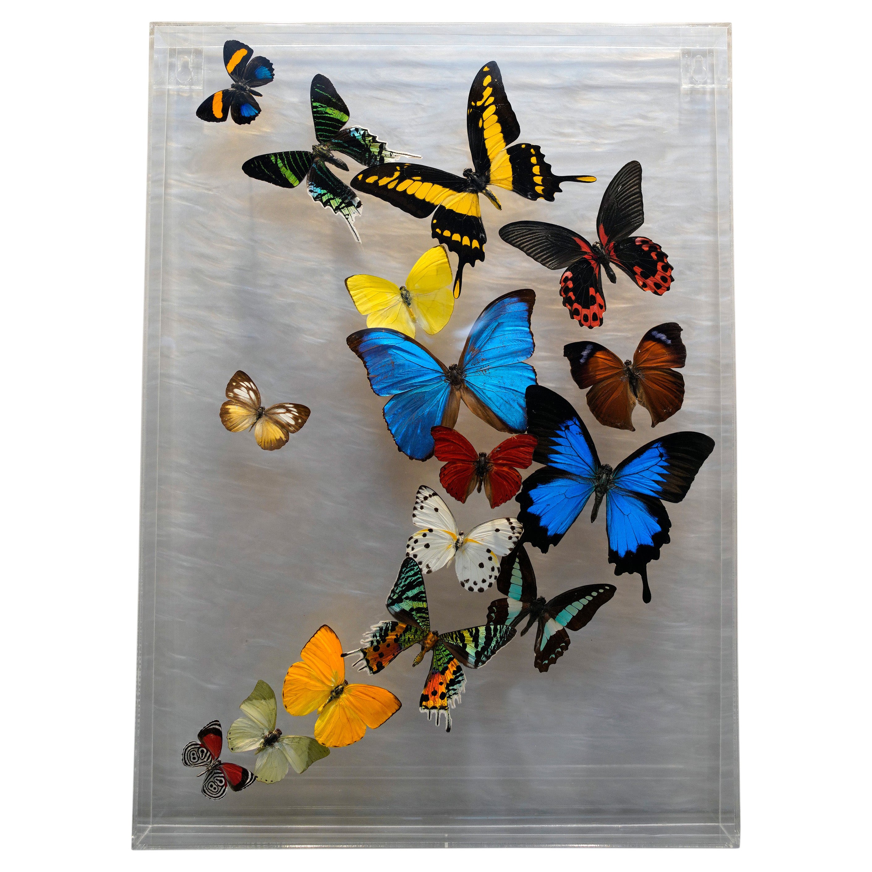 Genuine Butterflies in Lucite Display Box // Ver. 2 at 1stDibs