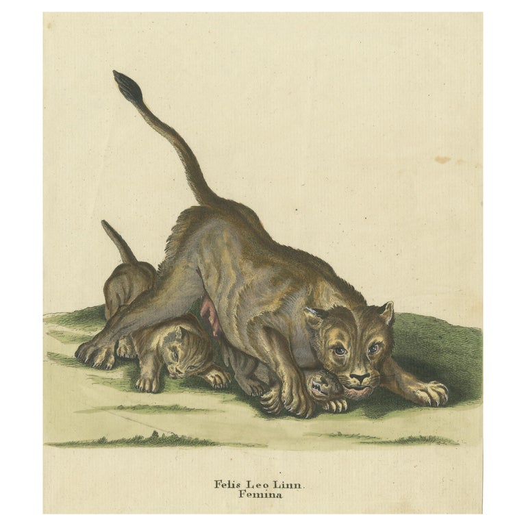Original Antique Print of a Lioness and Lion Cubs by Ridinger For Sale ...