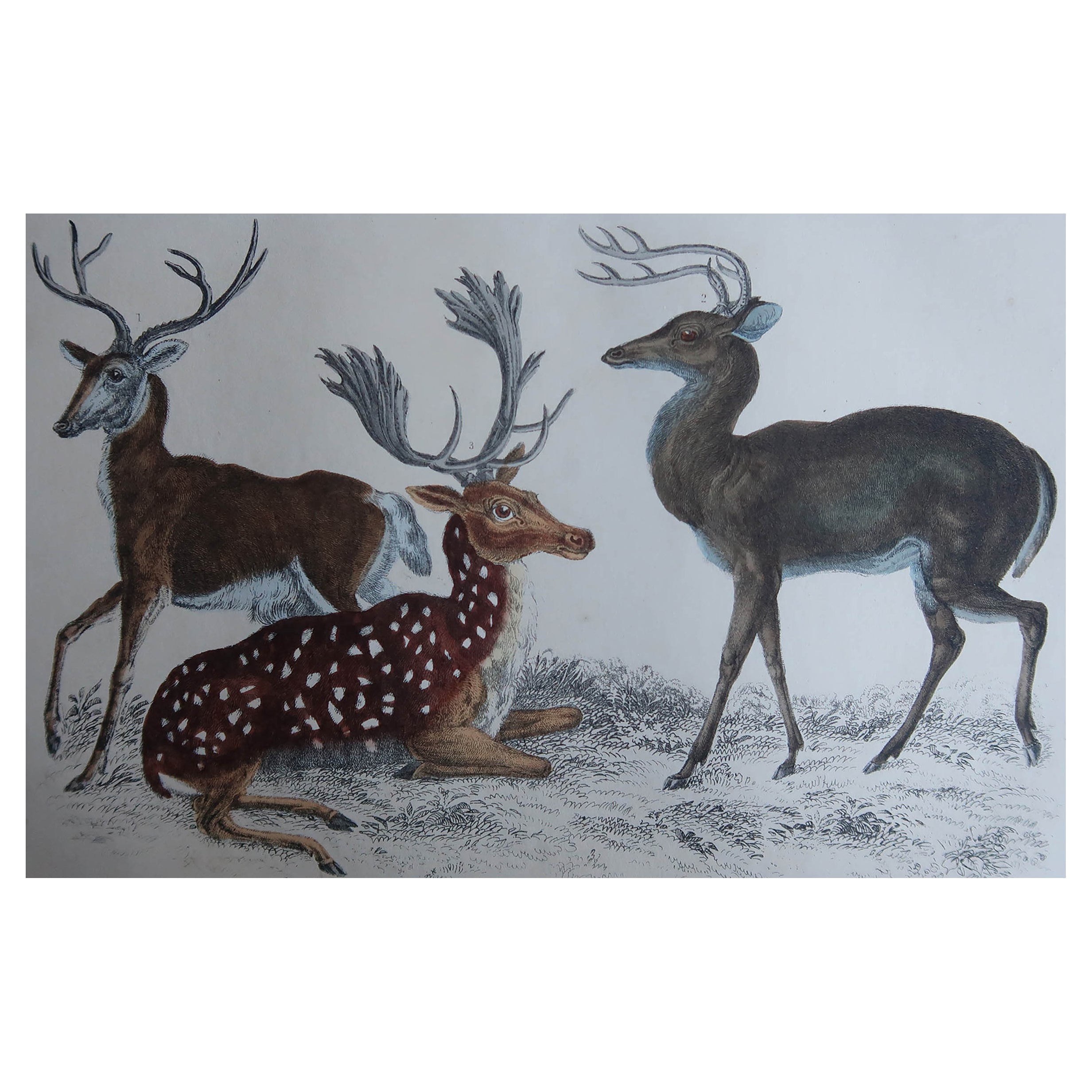 Anne Goldthwaite Deer Etching For Sale at 1stDibs