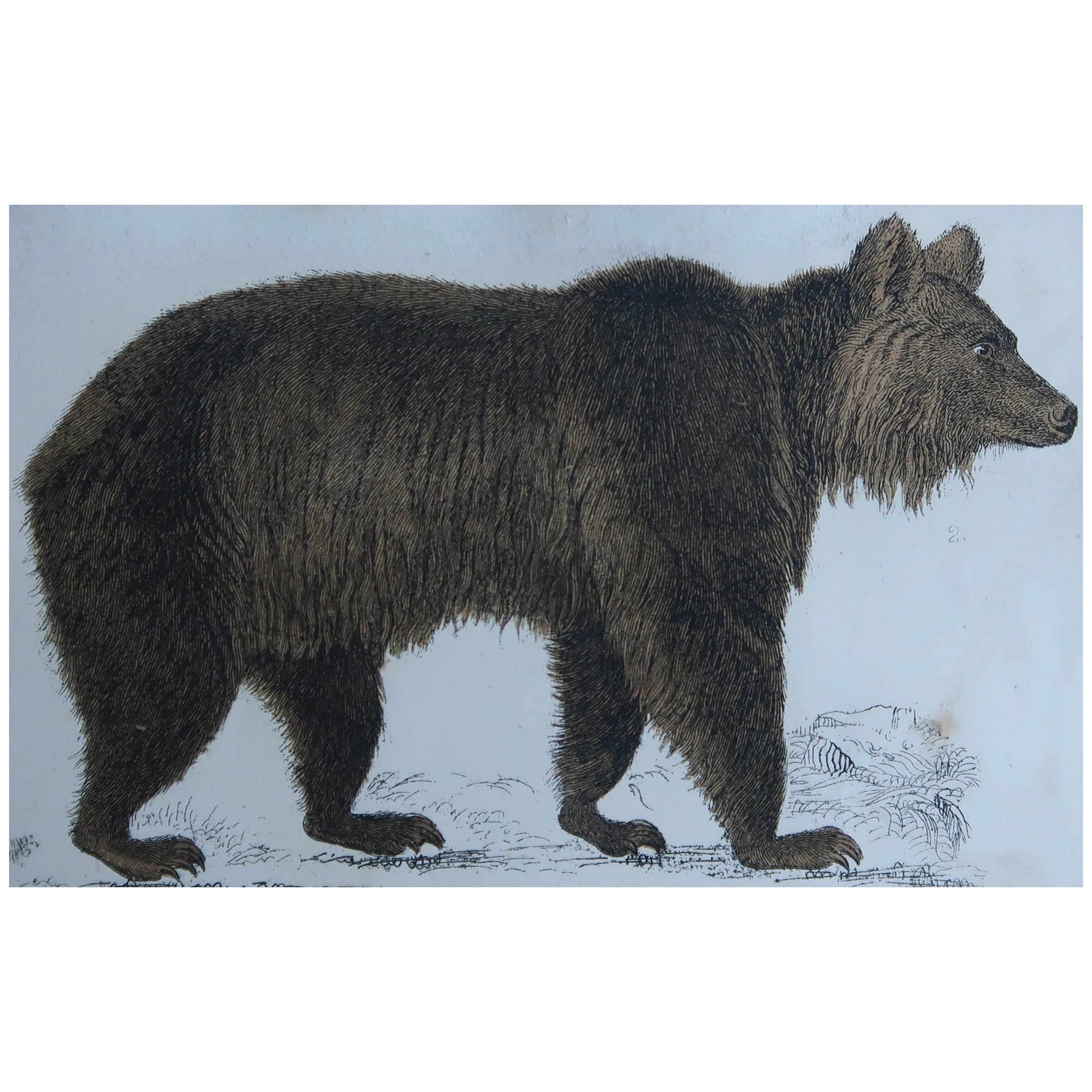 Antique Print of a Black Bear, Brown Bear and Polar Bear, circa 1850 ...