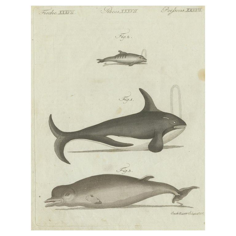 Original Antique Print of Two Whales and Dolphin For Sale at 1stDibs