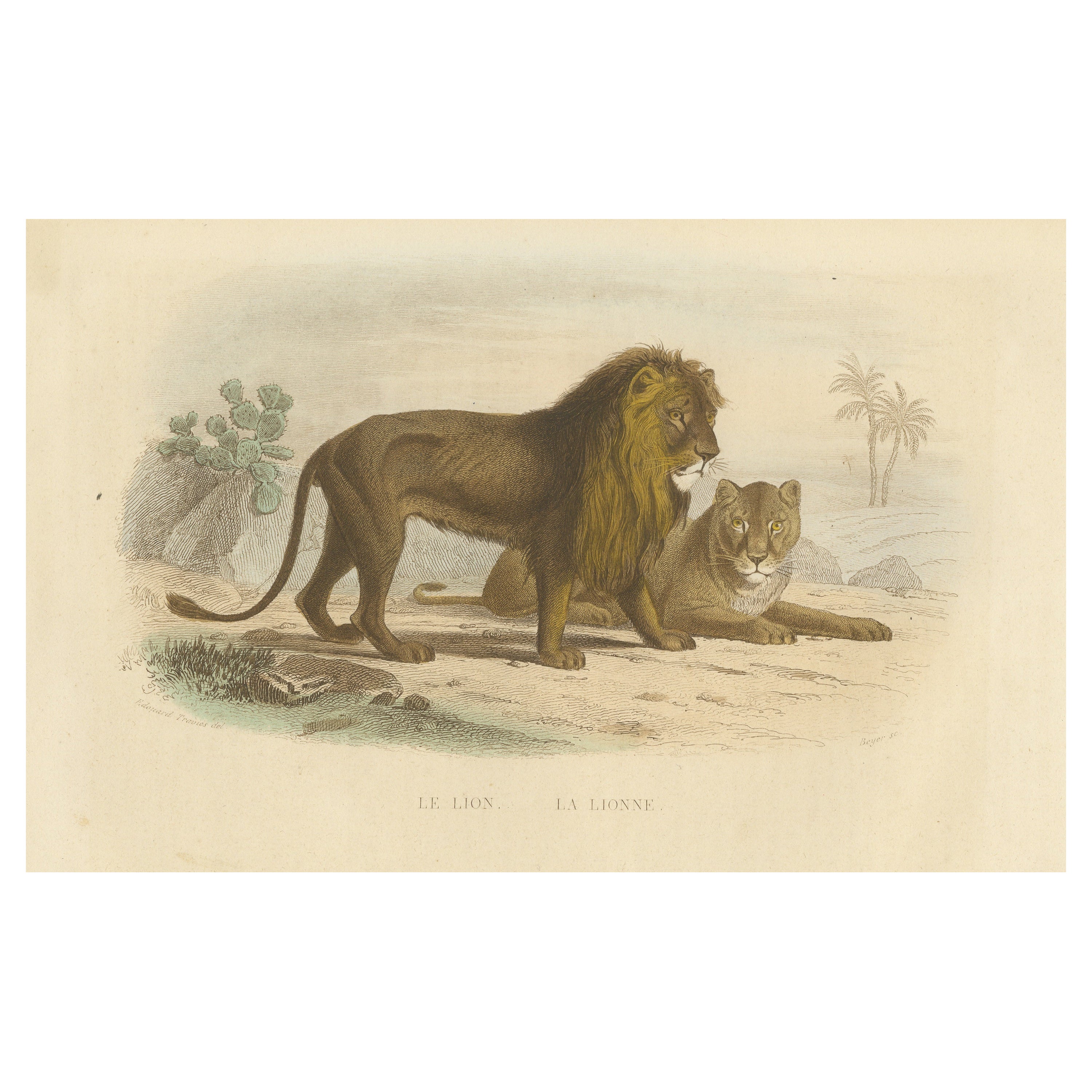 Two Images on One Sheet of a Lion and Lioness For Sale at 1stDibs