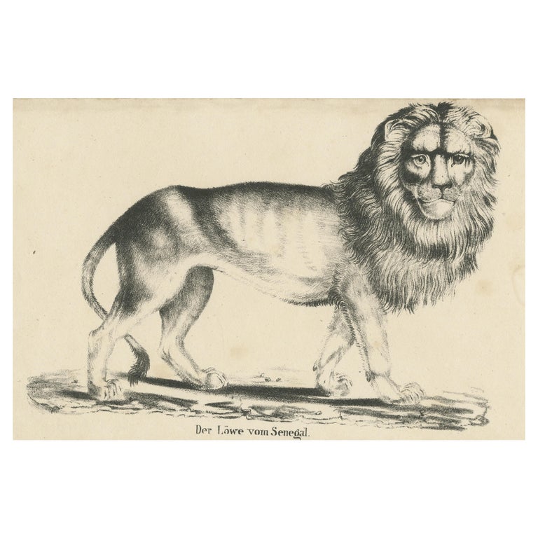 Antique Print of a Senegal Lion For Sale at 1stDibs
