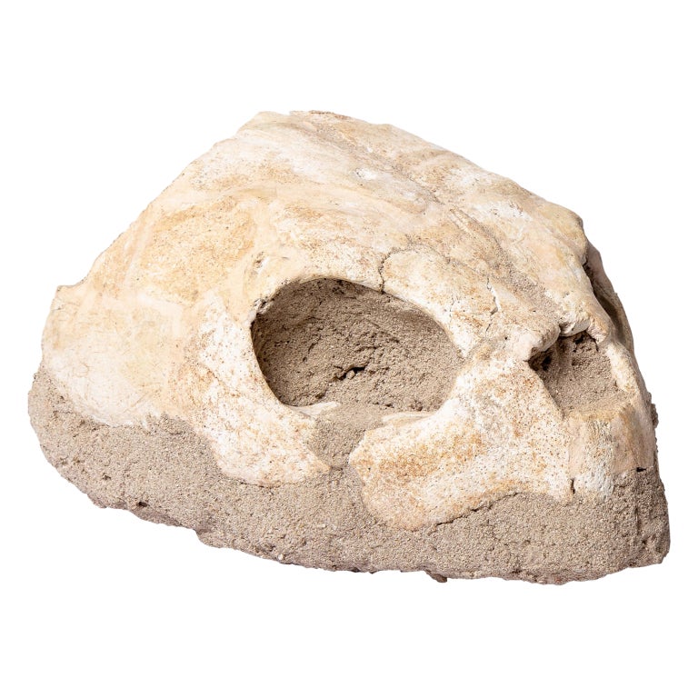 Fossil Turtle Head For Sale at 1stDibs