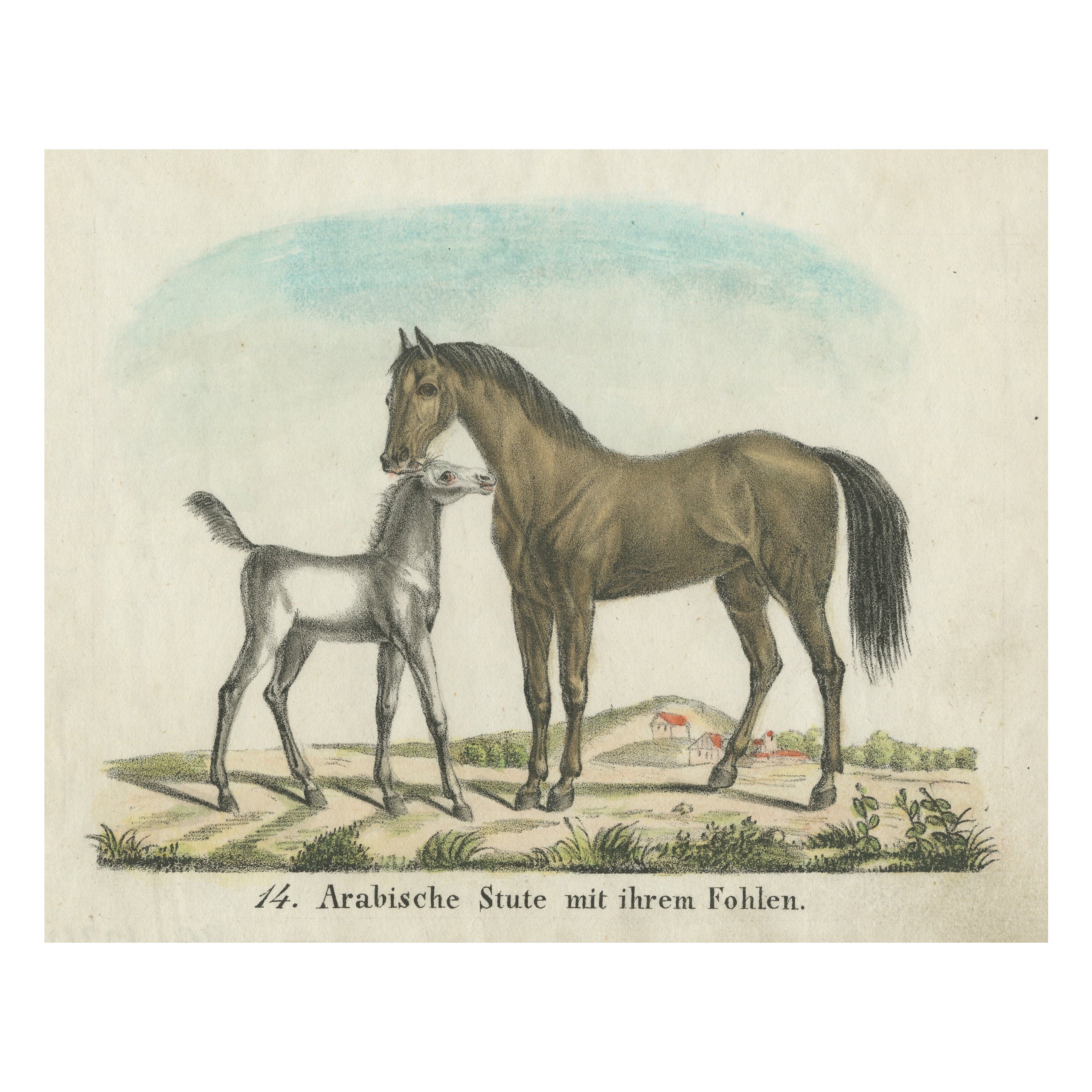 Antique Horse Print of the Darley Arabian by Gambart, circa 1900 at ...