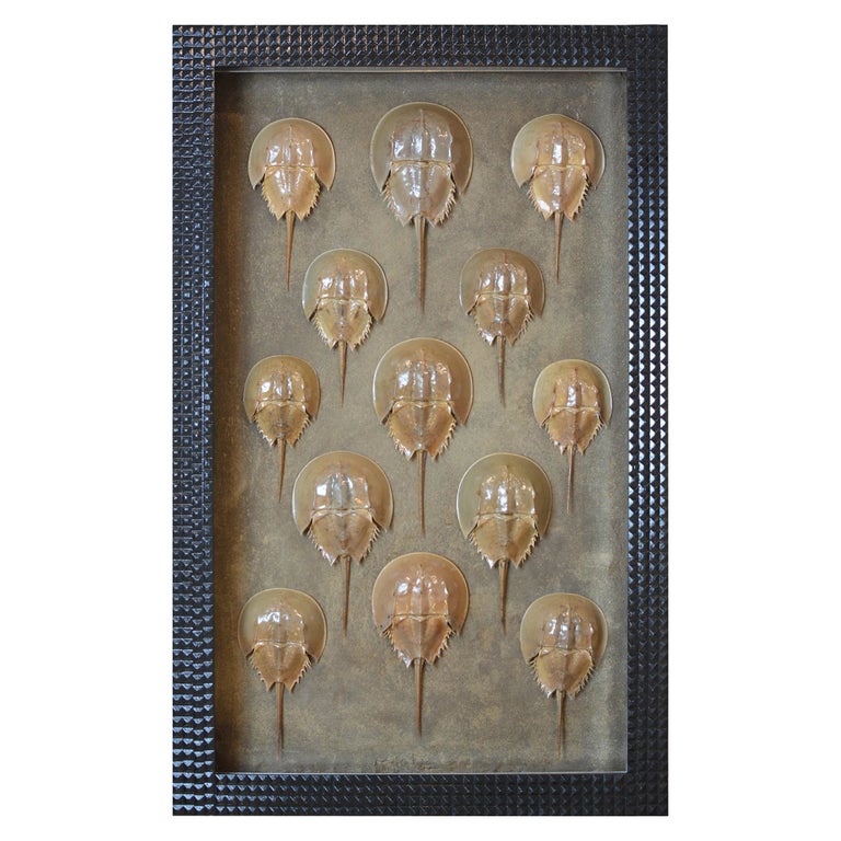 Wall-Sized Illuminated Shadowbox with Horseshoe Crabs by Christopher ...