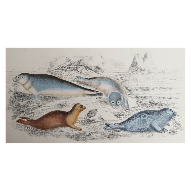 Original Antique Print of Seals, 1847 'Unframed' For Sale at 1stDibs