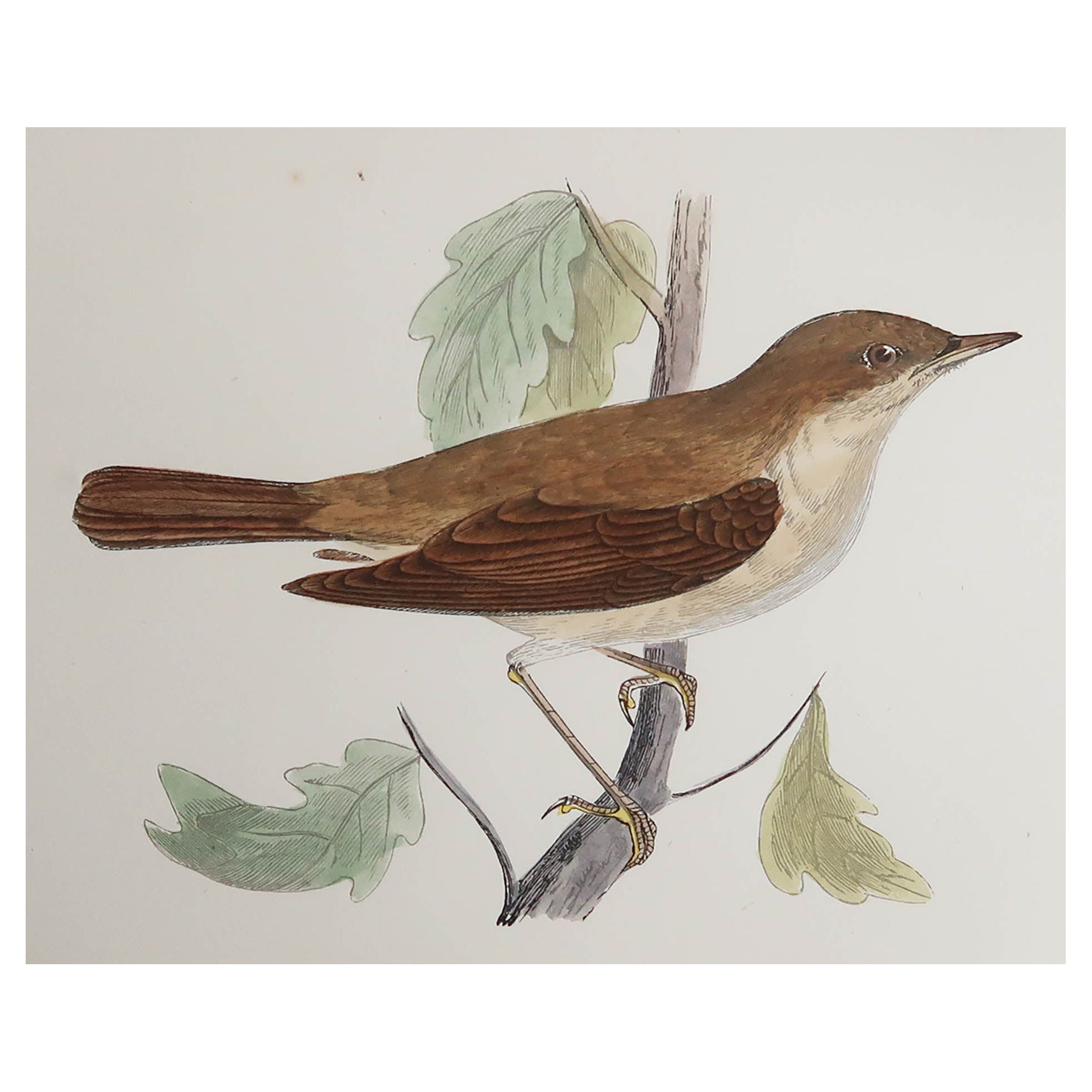 Original Antique Print of a Bearded Titmouse, C.1880, 'Unframed' For ...