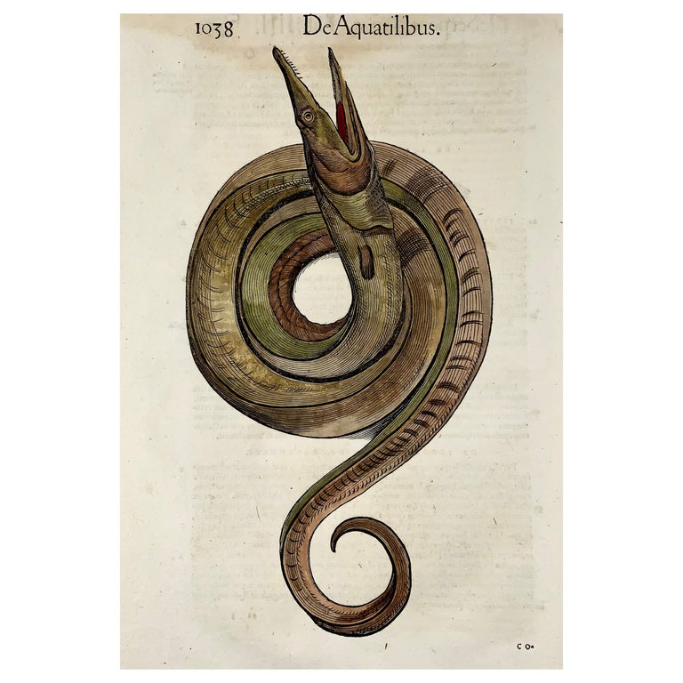 1558 Sea Serpent, Conrad Gesner, Folio Woodcut, Hand Coloured, First ...