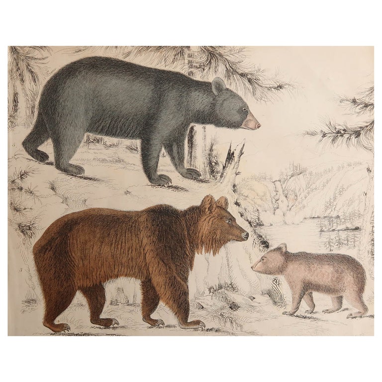 Grande estampe originale ancienne d'histoire naturelle, ours, vers 1835 ...