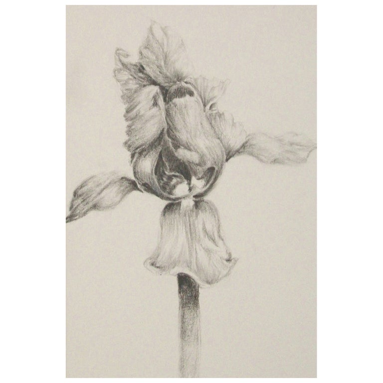 Fine Graphite Drawing of an Iris - Initialed L.T. - Canada - Late 20th ...