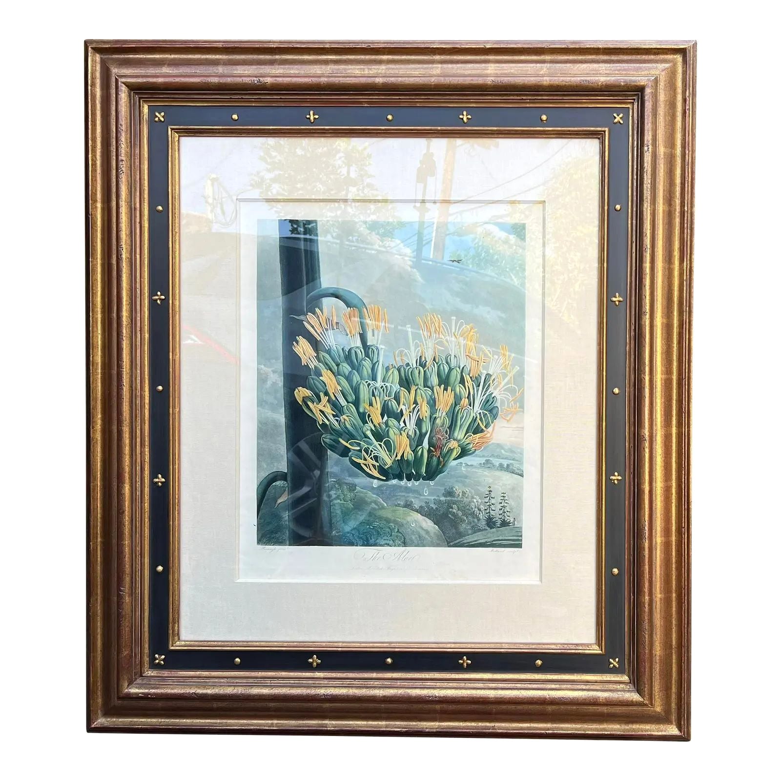 A Set of Ten Dr. Thornton Botanical Prints For Sale at 1stDibs