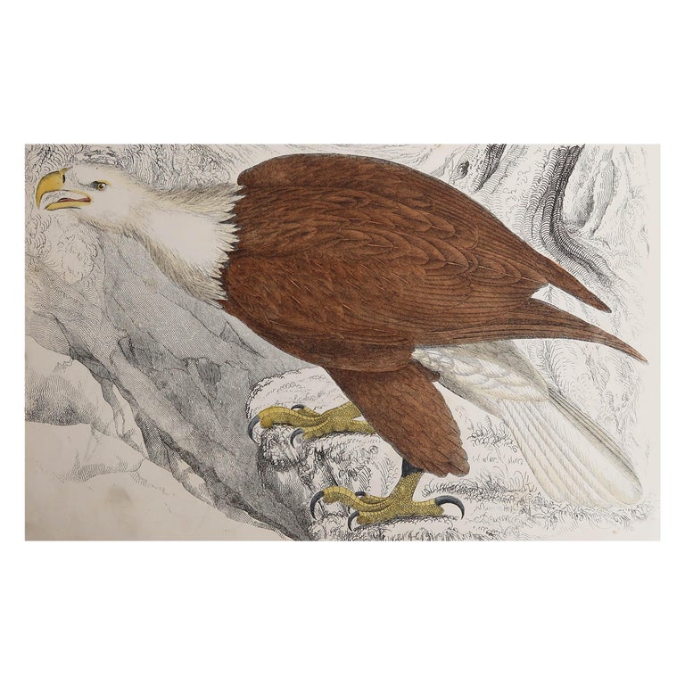 Original Antique Print of an Eagle, 1847 'Unframed' For Sale at 1stDibs