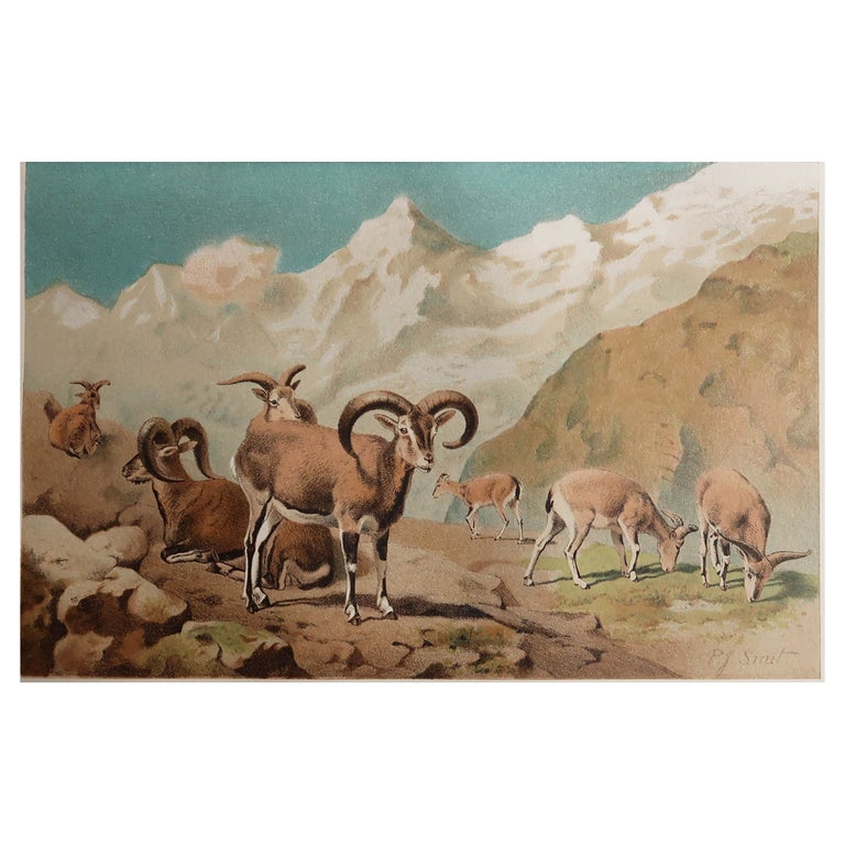 Impression ancienne originale de moutons bleus de Bharal/Himalaya, vers ...