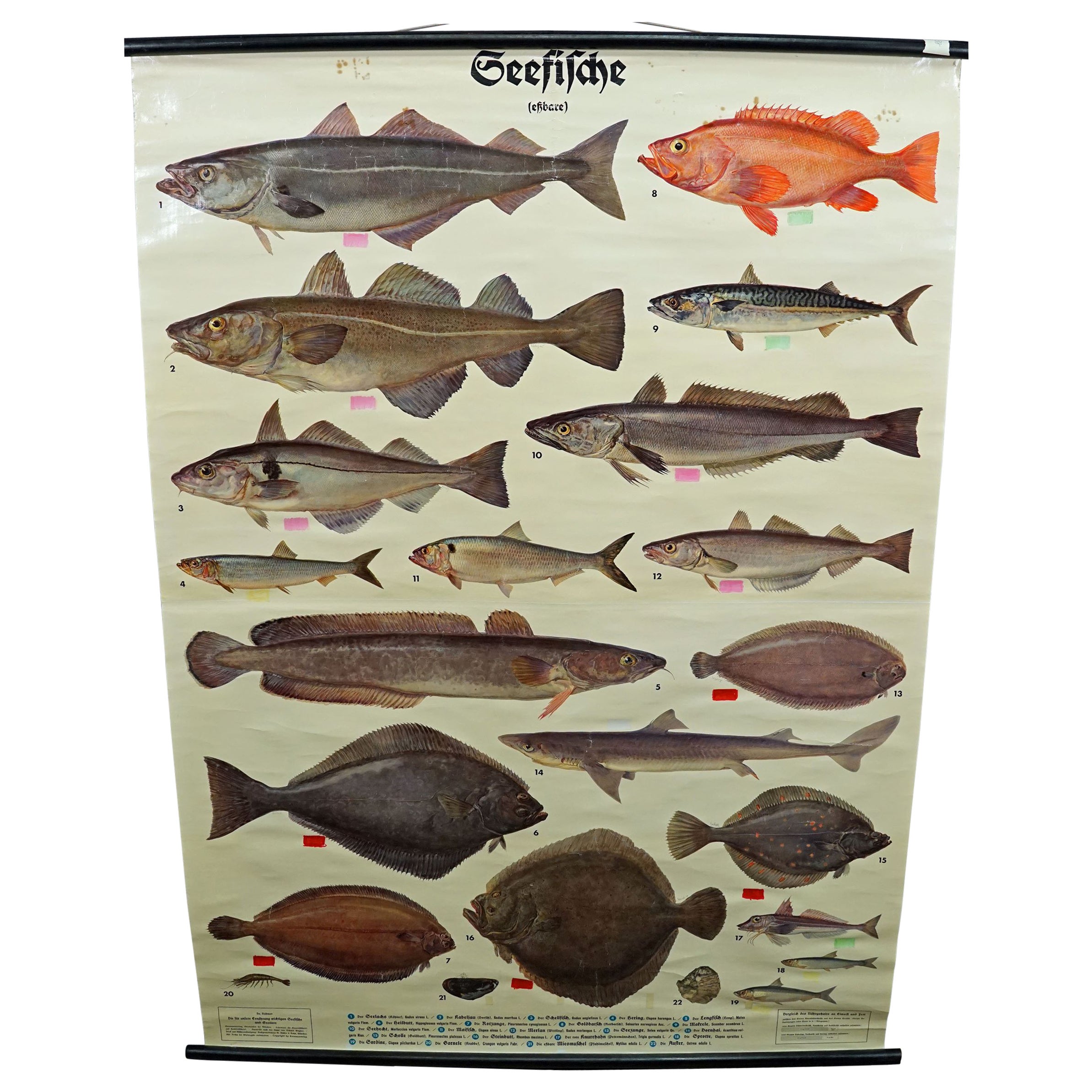 Vintage Mural Eatable Sea Fish Overview Poster Pull-Down Wall Chart For ...