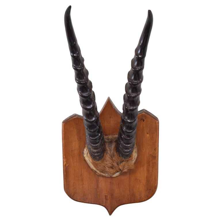 African Springbok Horn Mount on Light Oak Backplate, Early 20th Century ...