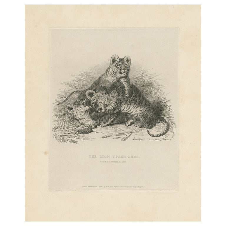 Antique Animal Print of Tiger Cubs For Sale at 1stDibs