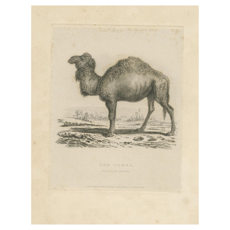 Antique Animal Print of a Camel For Sale at 1stDibs