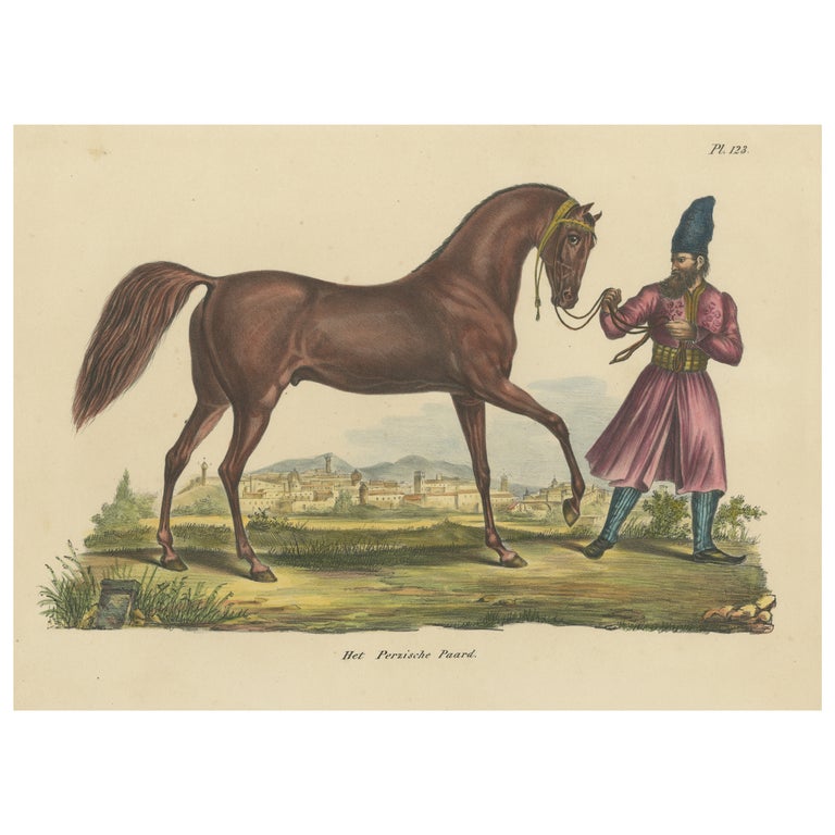 Antique Hand Colored Print of a Persian Horse For Sale at 1stDibs