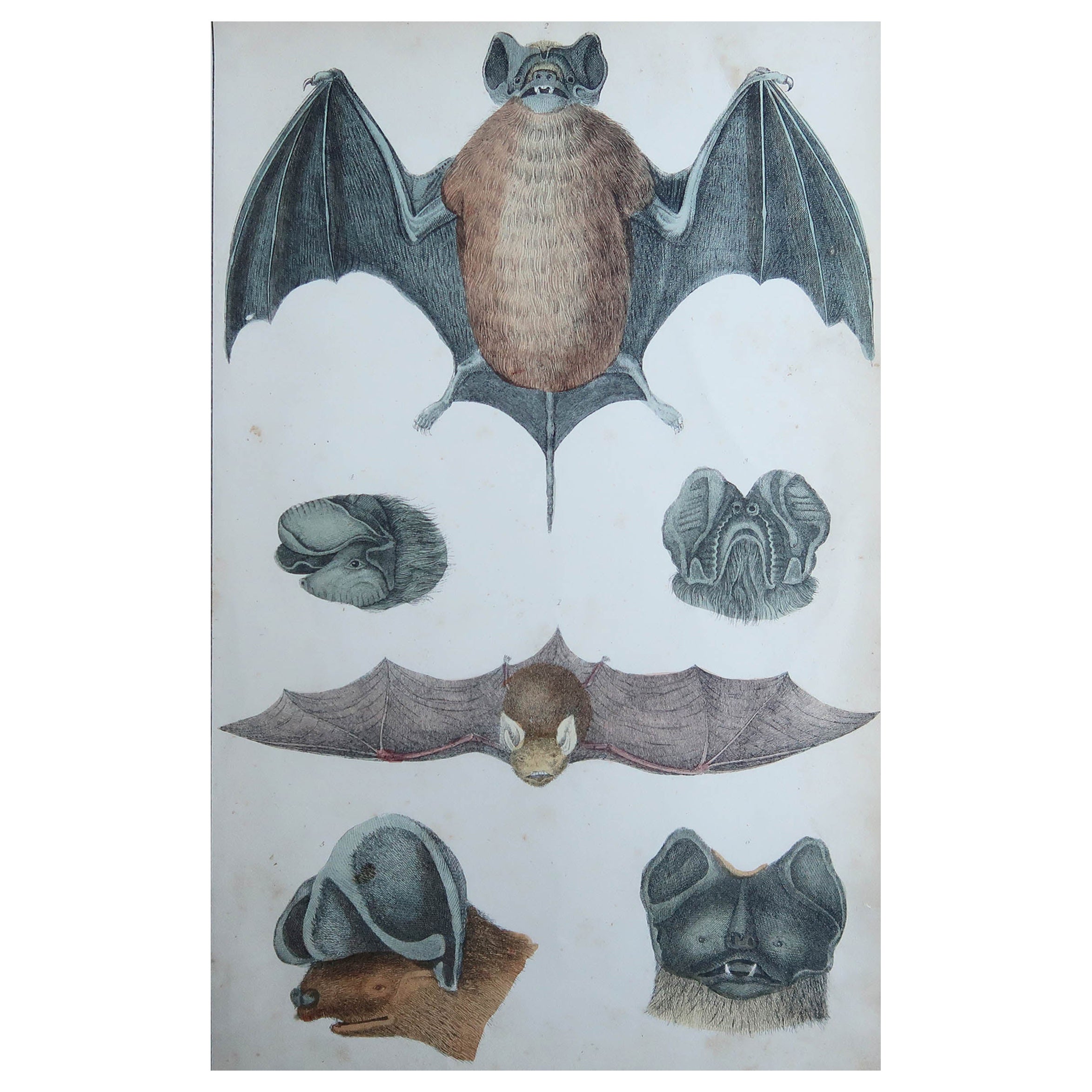 Original Antique Print of Bat, 1847 'Unframed' at 1stDibs