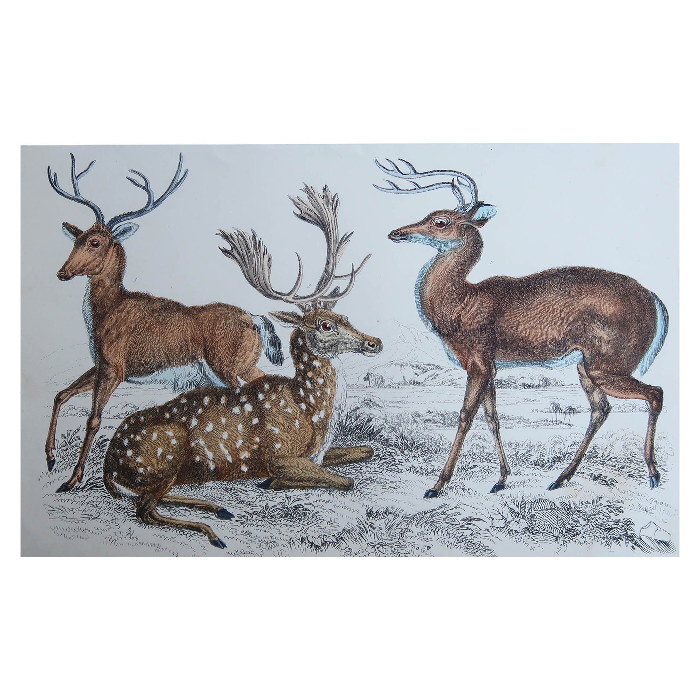 Original Antique Print of Musk Deer and an Antelope For Sale at 1stDibs