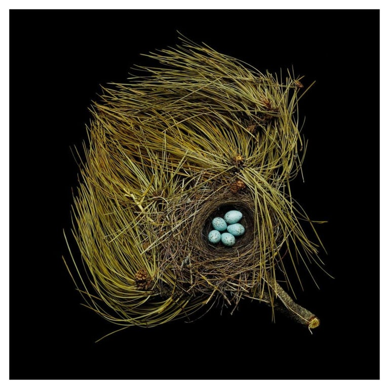 Lithograph Print of a Birds Nest, Western Tanager Piranga Ludoviciana ...