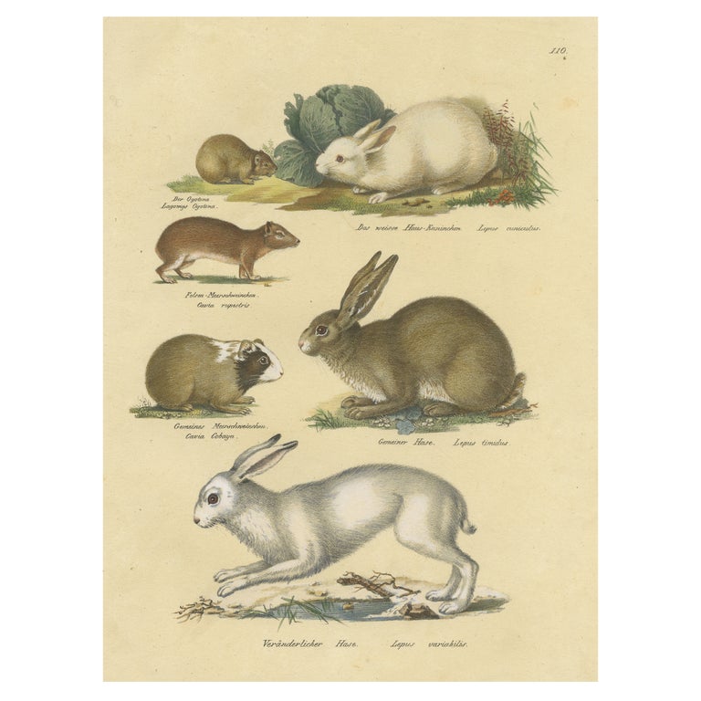 Antique Hand Colored Print of a Rabbit, Hares, Pika and Other Rodents ...