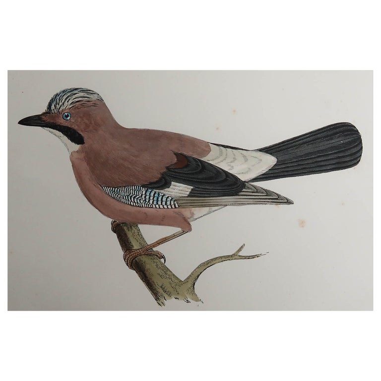 Original Antique Print of a Jay, circa 1880, 'Unframed' For Sale at 1stDibs