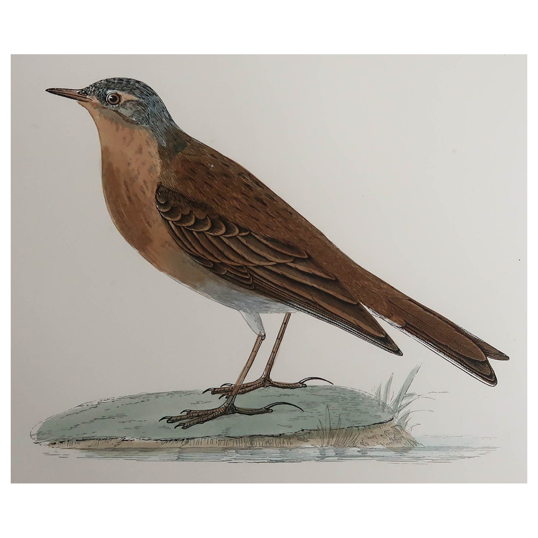 Antique Bird Print of the Meadow Pipit by Sepp and Nozeman, 1809 For ...