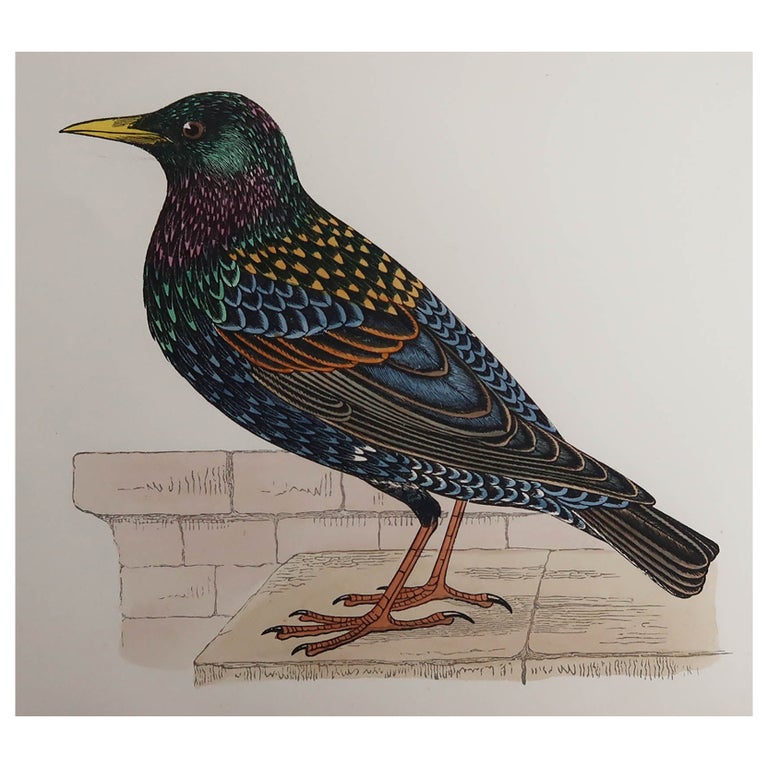 Original Antique Print of a Starling, circa 1880, 'Unframed' at 1stDibs