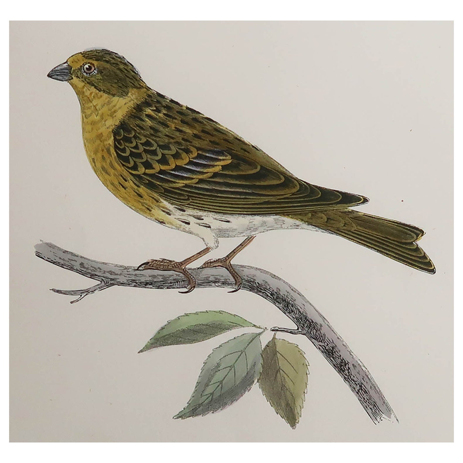 Antique Bird Print of the Green Singing Finch, Grey Singing Finch and ...