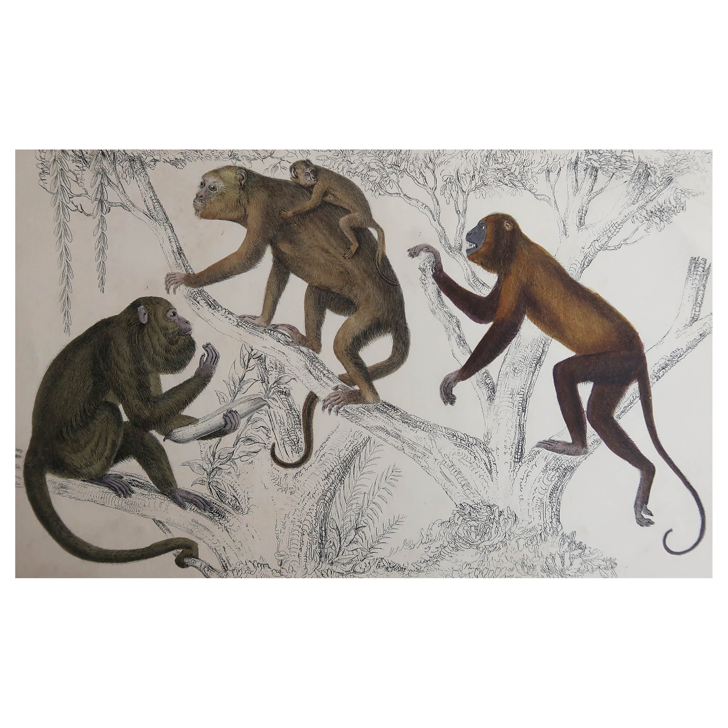 Vintage English Midcentury Engraved Print of Monkey For Sale at 1stDibs