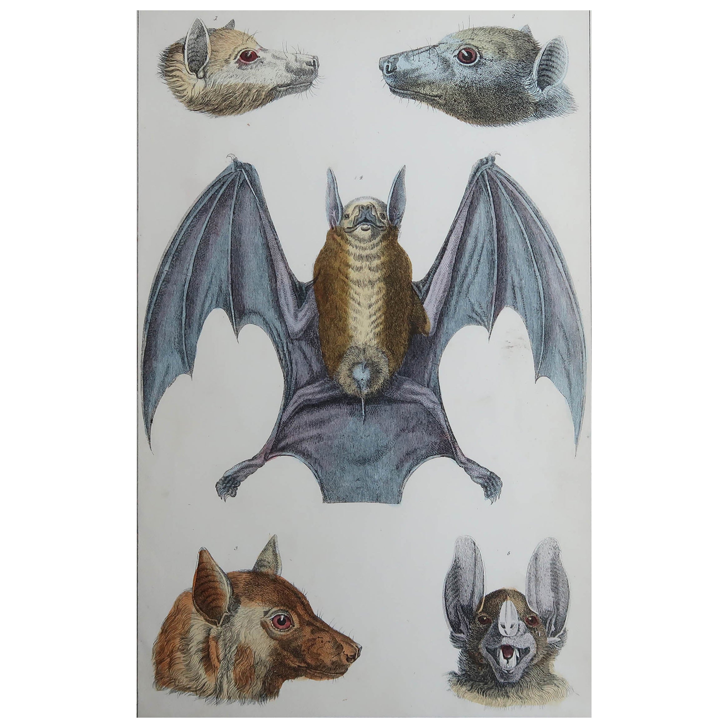 Original Antique Print of a Bat, 1847 'Unframed' at 1stDibs