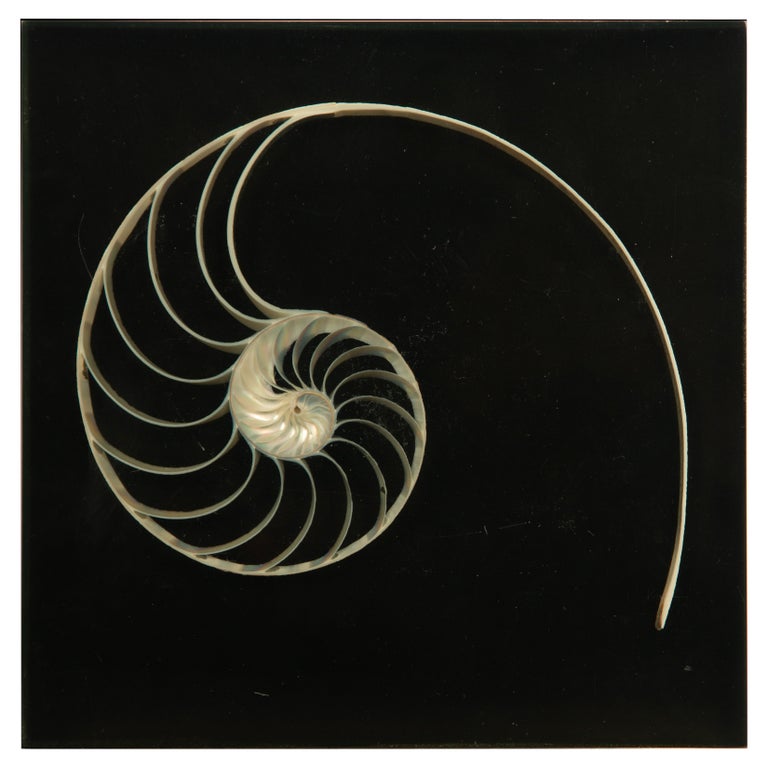 Nautilus Cross-Section in Lucite For Sale at 1stDibs
