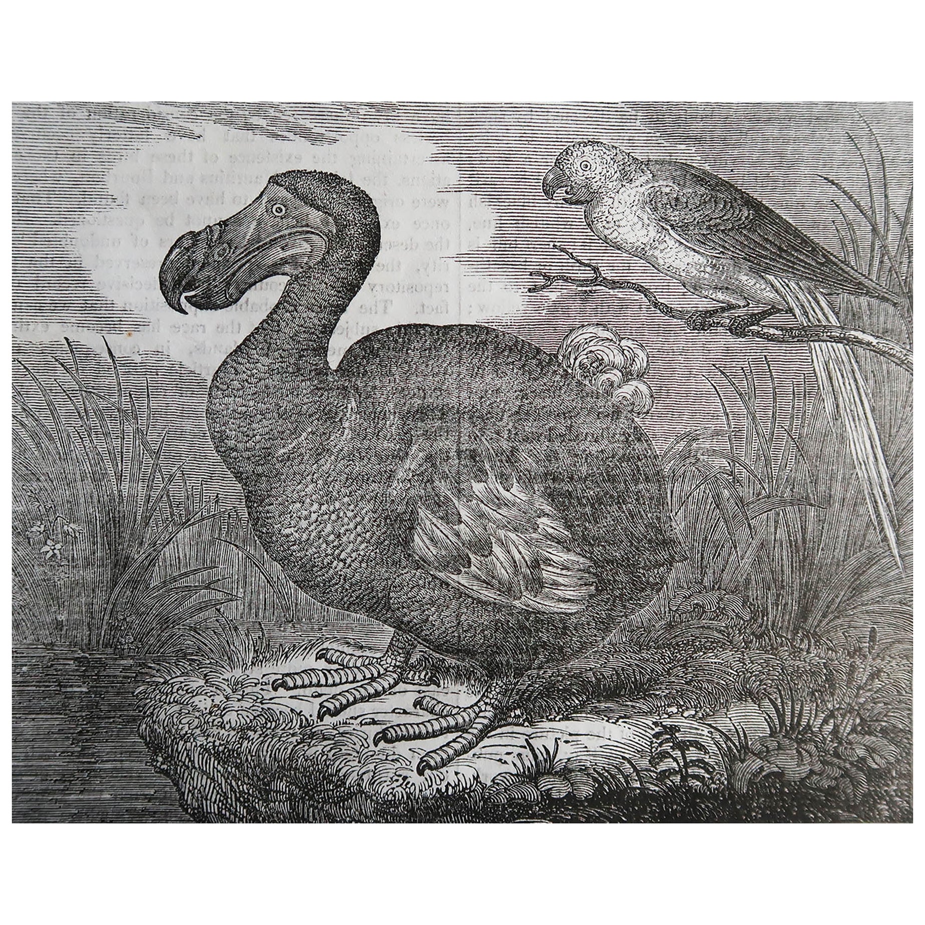 Original Antique Print of A Dodo, 1833 at 1stDibs