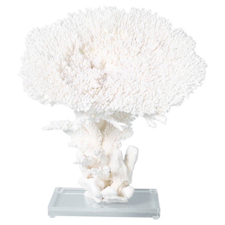 Large White Table Coral Sculpture on Lucite For Sale at 1stDibs