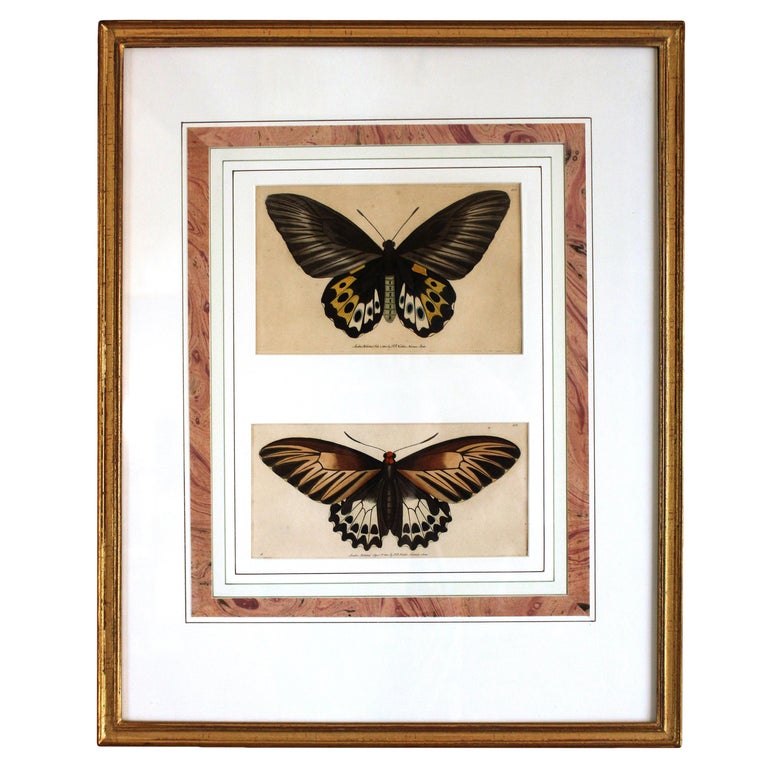 Two 1800 Engravings by Frederick Polydore Nodder For Sale at 1stDibs