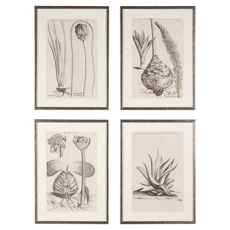 Set of 4, 17th Century Botanical Engravings by Jan and Caspar Commelin ...