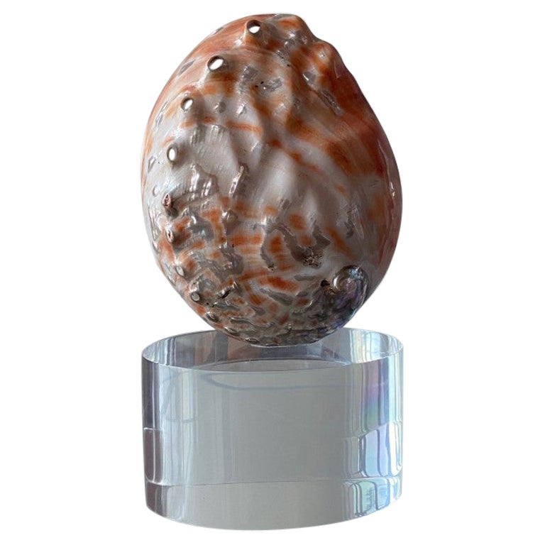 Organic Modernist Sculptural Clam Shell on Lucite Base Sculpture For ...