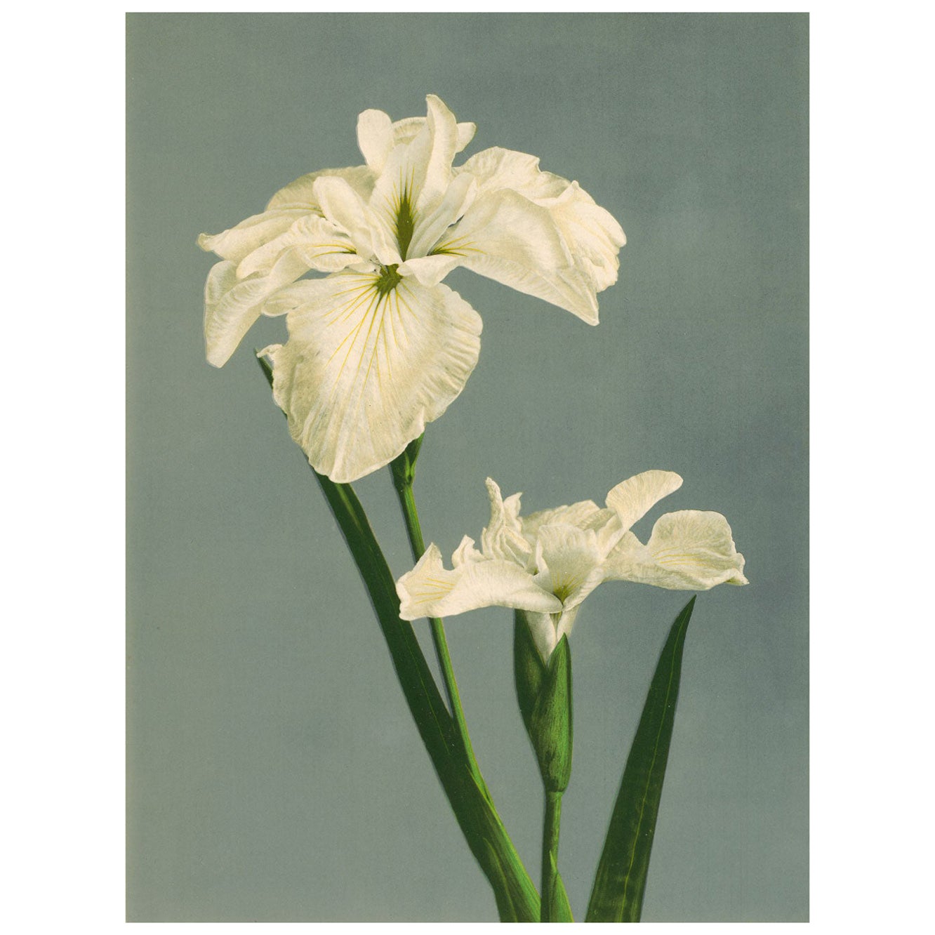 Beautiful Japanese Archival Ink Photo Print, "Iris" For Sale at 1stDibs