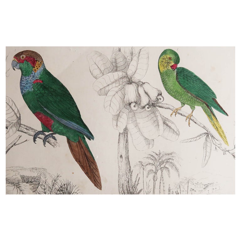 Original Antique Print of Parrots, 1847 'Unframed' For Sale at 1stDibs