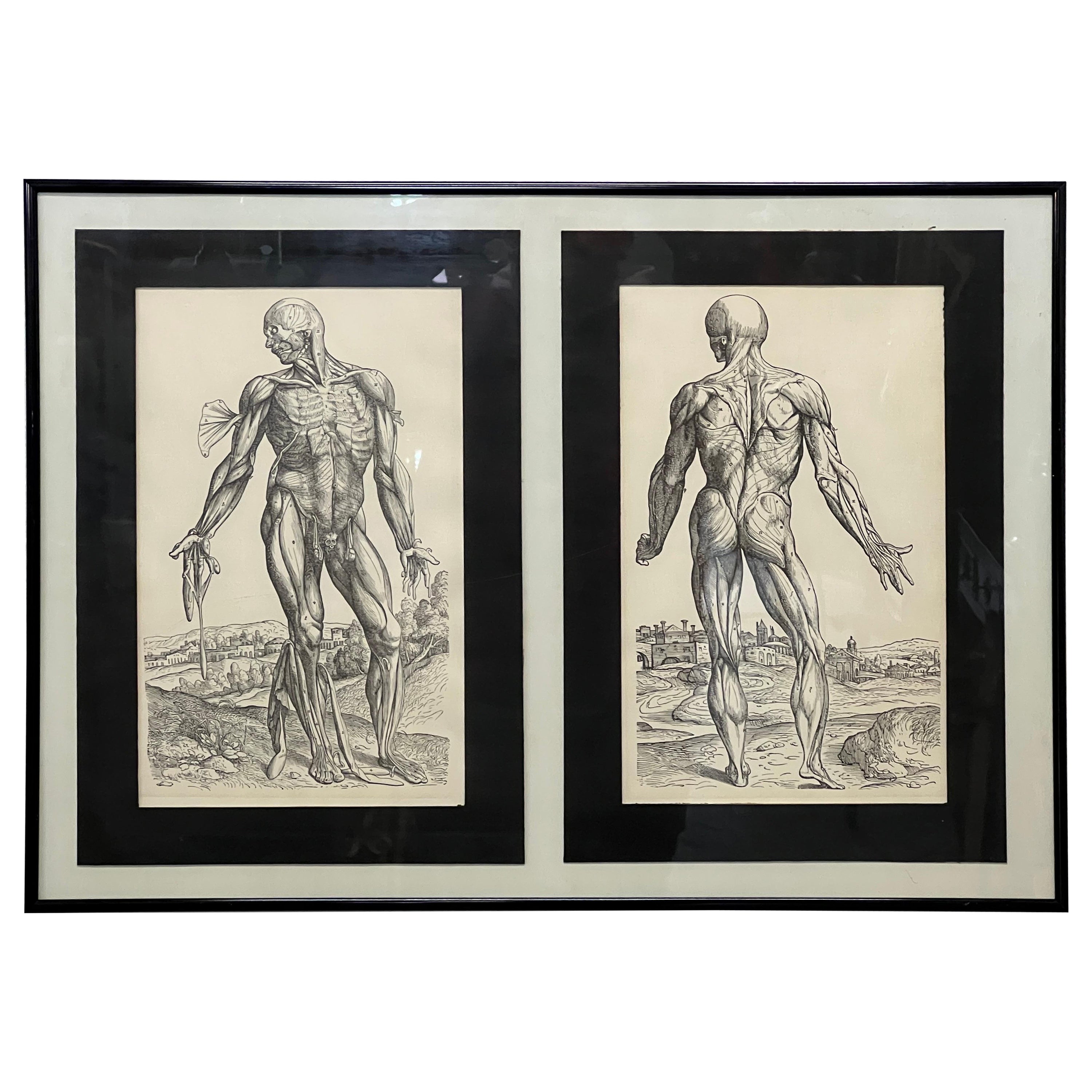 Andreas Vesalius Engraving, Anatomy For Sale at 1stDibs