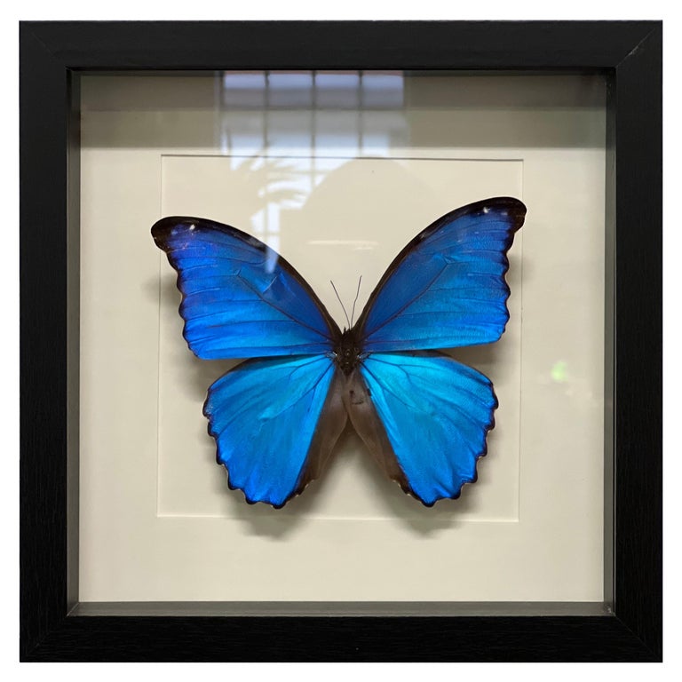 Morpho Butterfly in Frame For Sale at 1stDibs